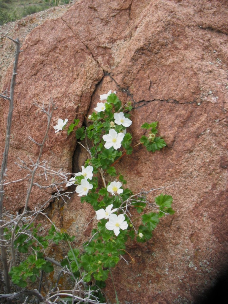 Wild Flowers and Summer Lentils | Cook With What You Have